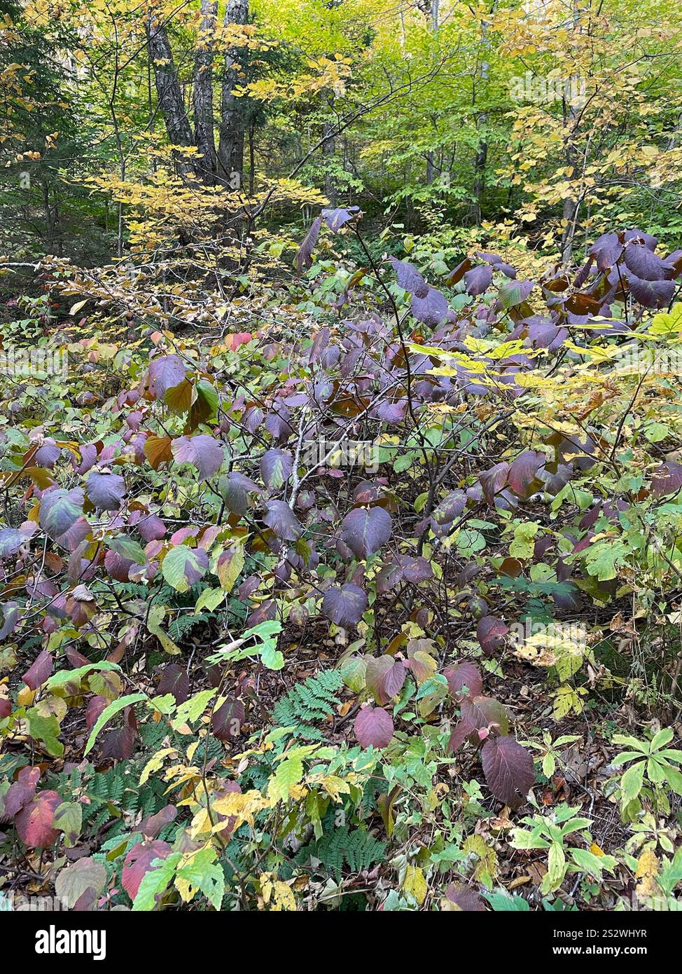 hobblebush (Viburnum lantanoides Stock Photo - Alamy