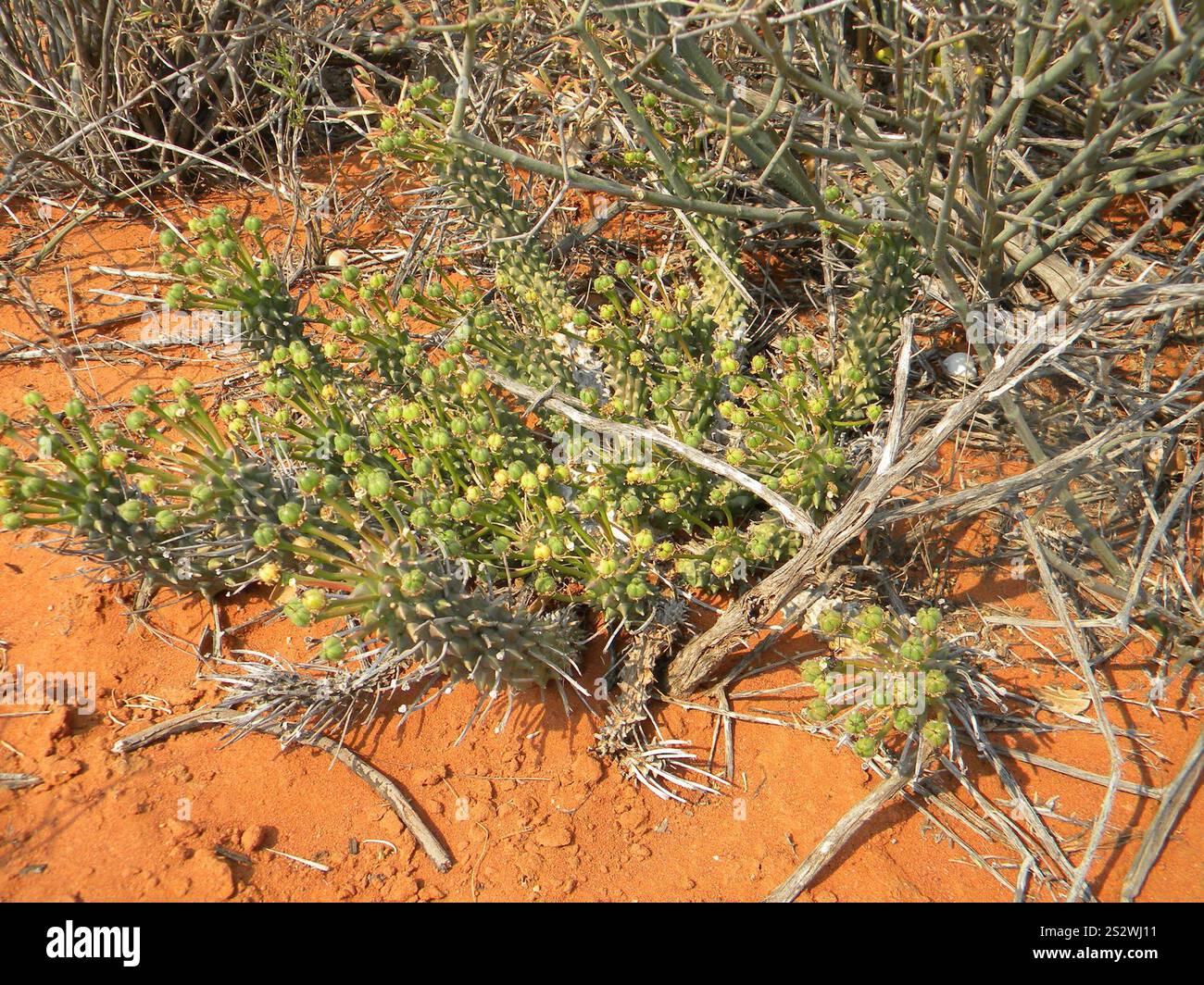 Medusa's-head (Euphorbia caput-medusae Stock Photo - Alamy