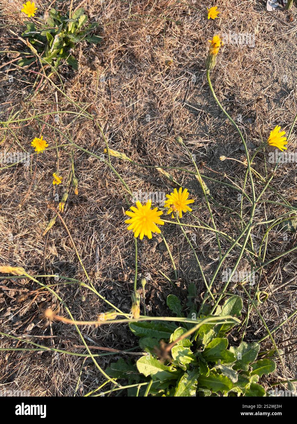 Common Cat's-ear (Hypochaeris radicata Stock Photo - Alamy