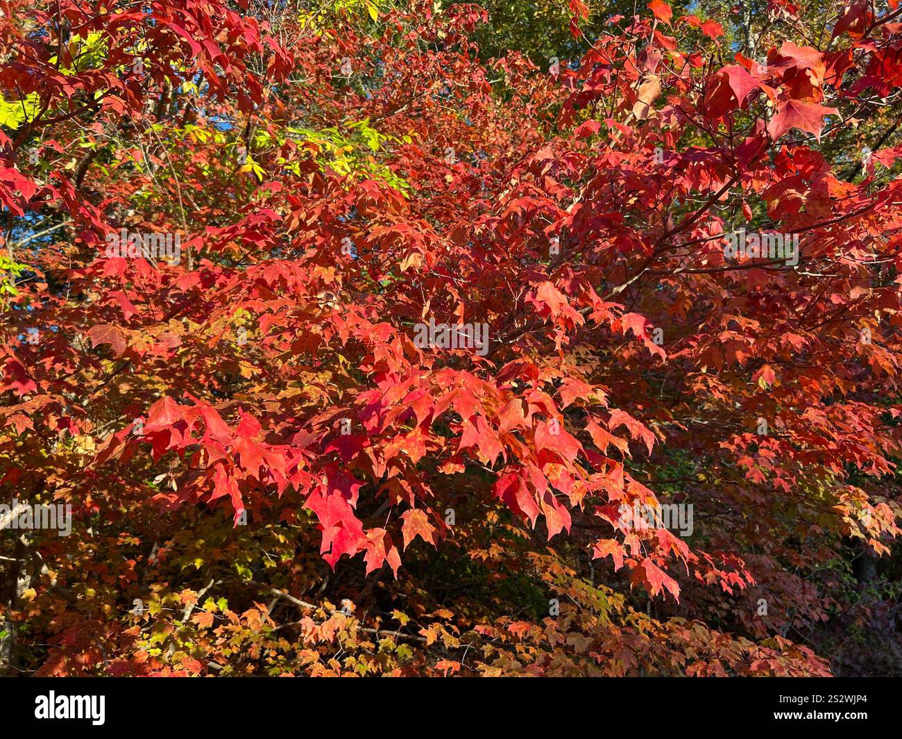 chalk maple (Acer leucoderme Stock Photo - Alamy