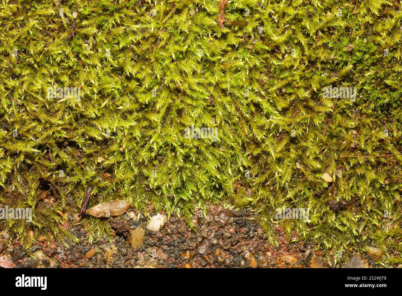 creeping feather-moss (Amblystegium serpens Stock Photo - Alamy