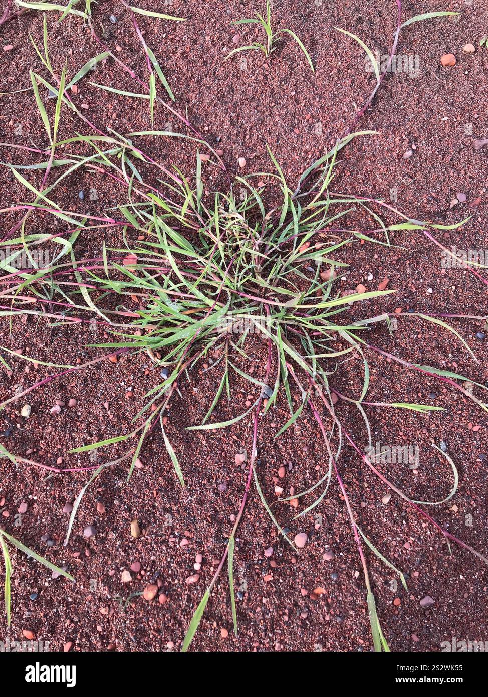 Creeping Bent (Agrostis stolonifera Stock Photo - Alamy