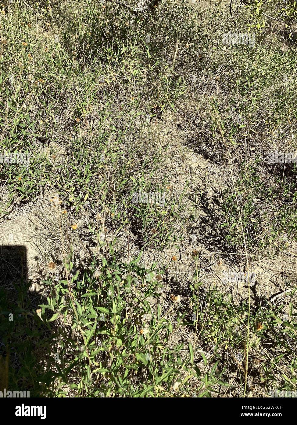Texas Snakeweed (Gutierrezia texana Stock Photo - Alamy