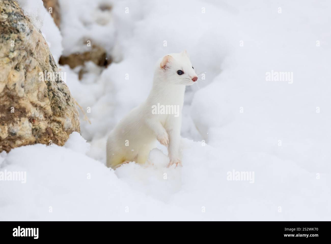 Ermine snow hi-res stock photography and images - Alamy