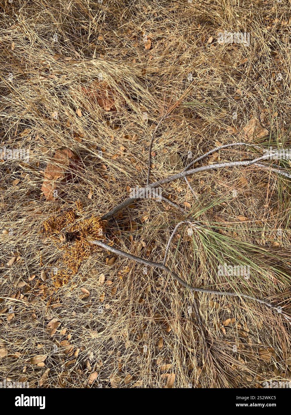 Western Dwarf-Mistletoe (Arceuthobium campylopodum Stock Photo - Alamy