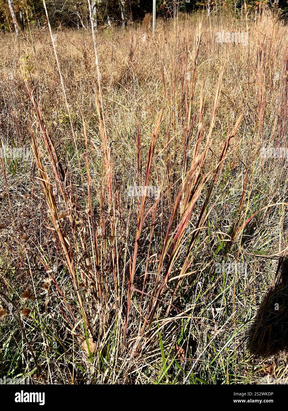 broomsedge bluestem (Andropogon virginicus Stock Photo - Alamy