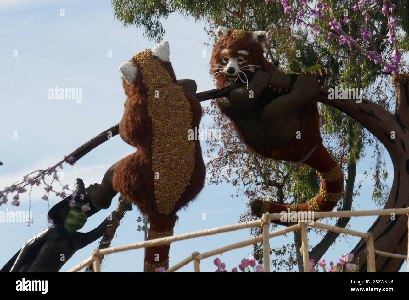 Pasadena, California, USA 3rd January 2025 at 2025 Red Pandas on San ...
