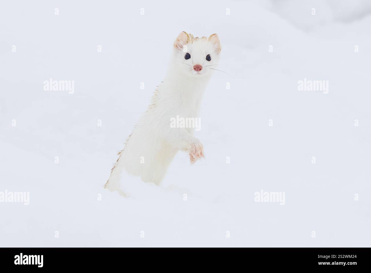 Masked ermine hi-res stock photography and images - Alamy