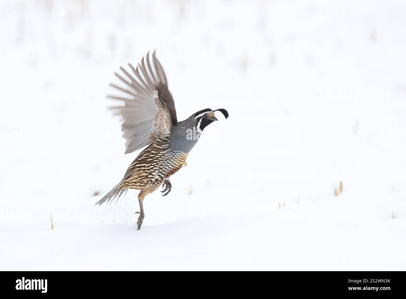 Male taking off Cut Out Stock Images & Pictures - Alamy