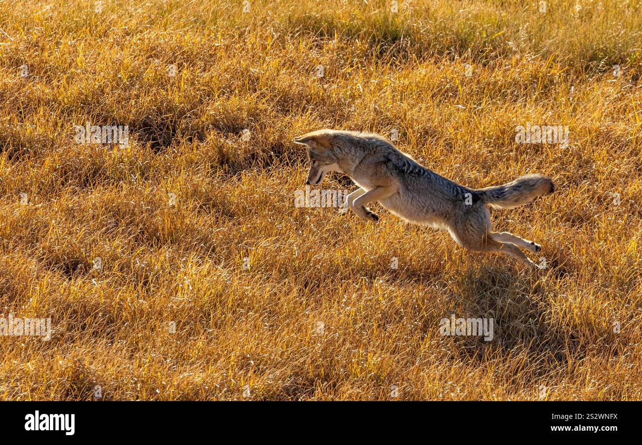Coyote photograph hi-res stock photography and images - Alamy