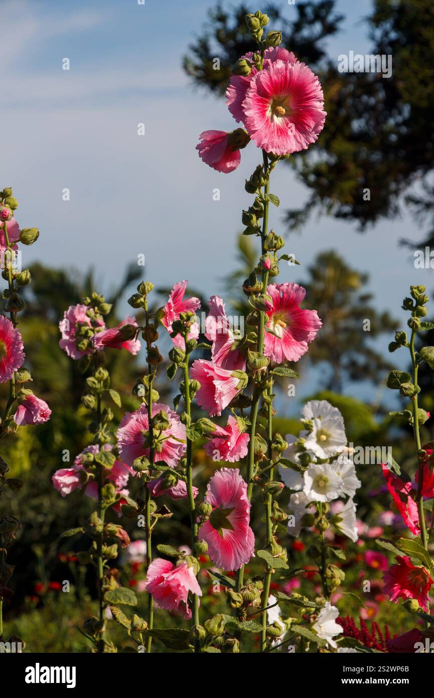 The Alcea rosea, the common hollyhock, in Gran Piedra botanical gardens ...