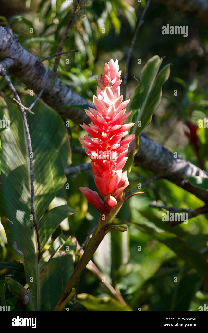 The Alpinia purpurata, commonly referred to as red ginger, ostrich ...