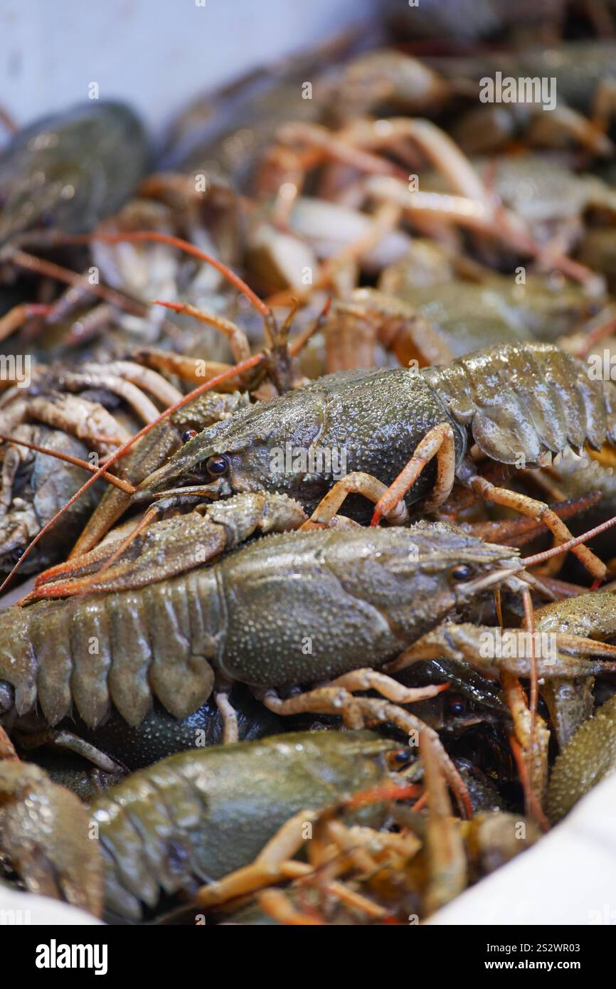 The Fresh Water Crawfish Group in Their Natural Aquatic Habitat ...