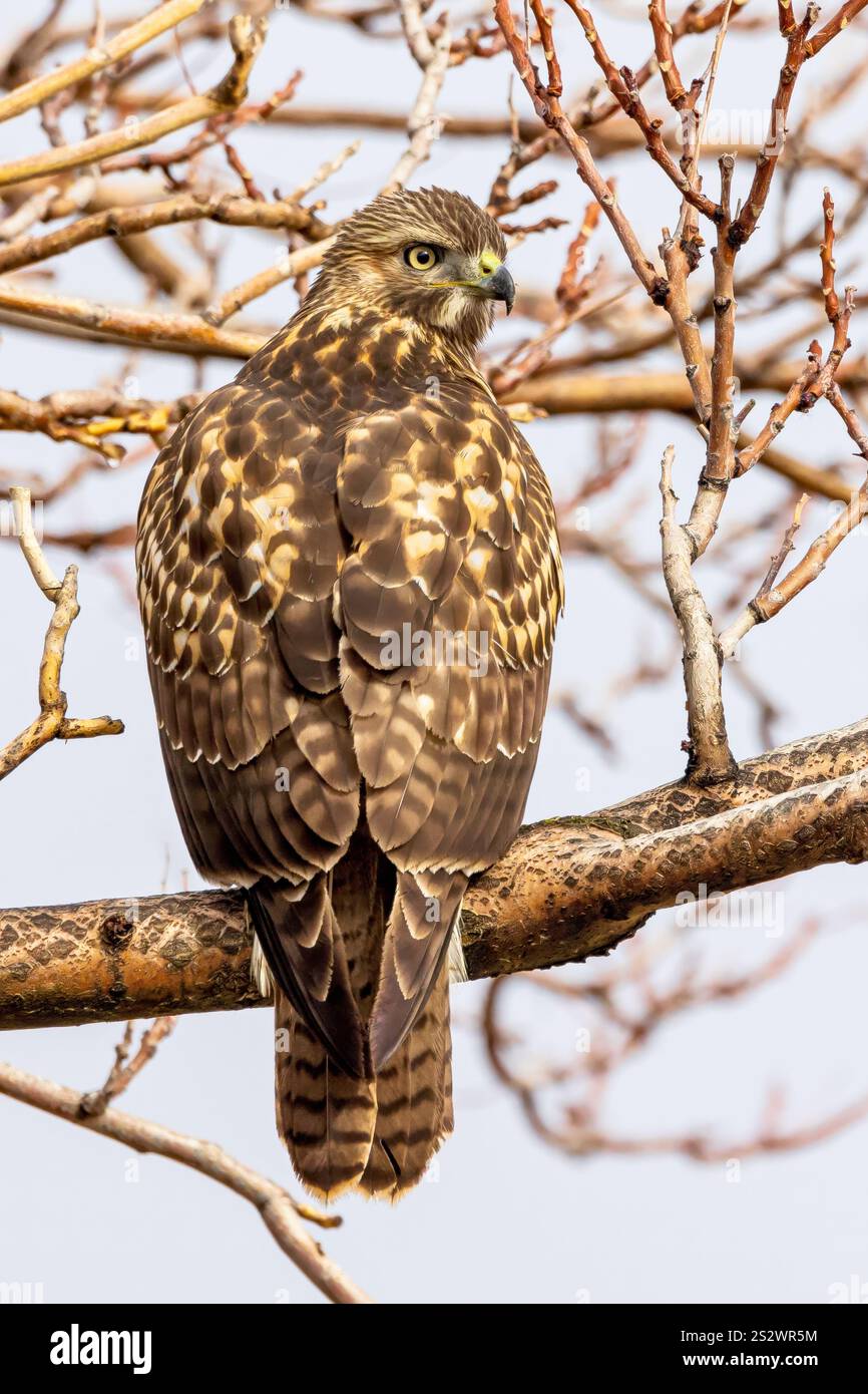 Juvenile Red-Tailed Hawk Portrait Stock Photo - Alamy
