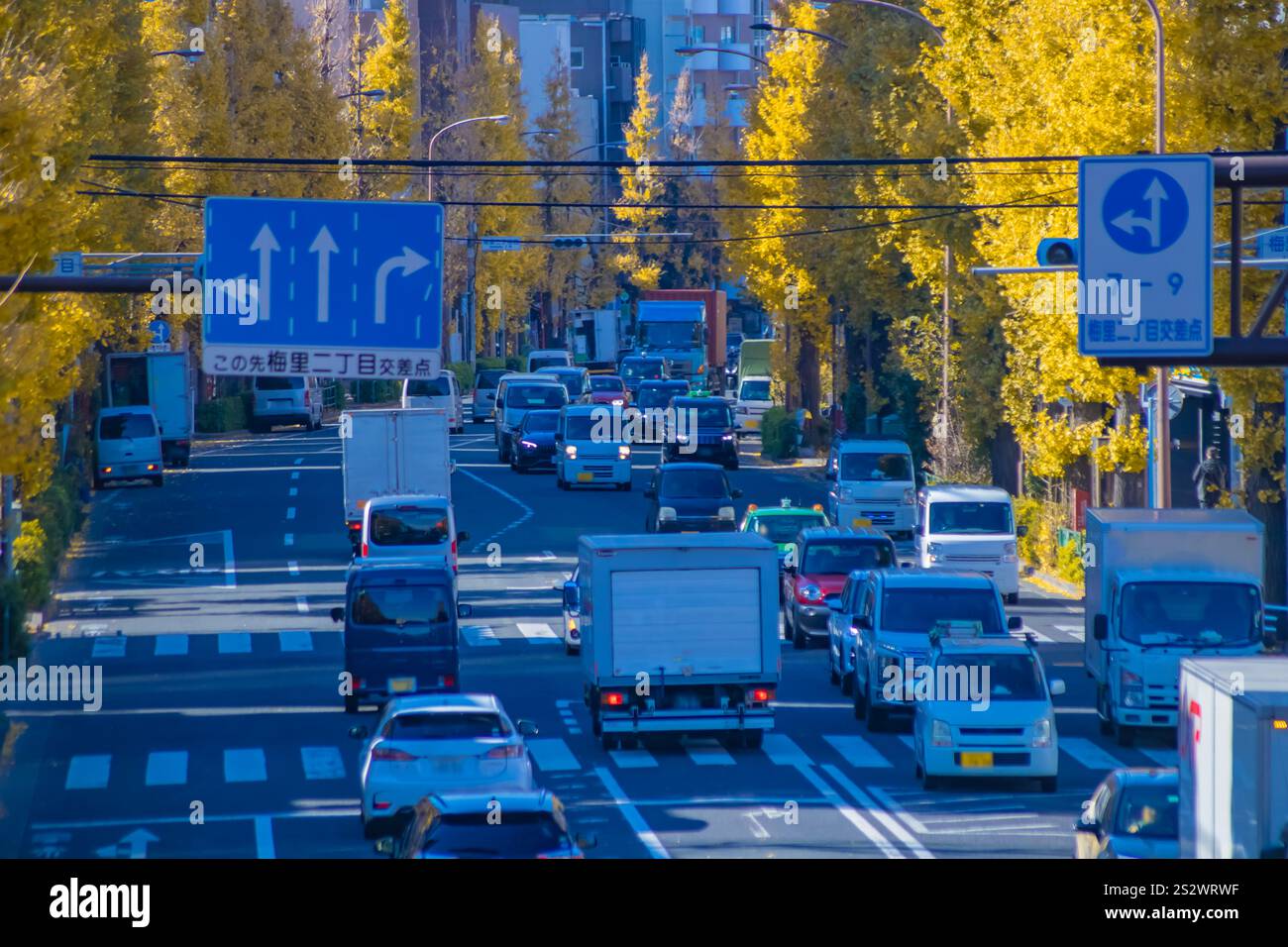 A traffic jam at street with yellow gingko trees telephoto shot Stock ...