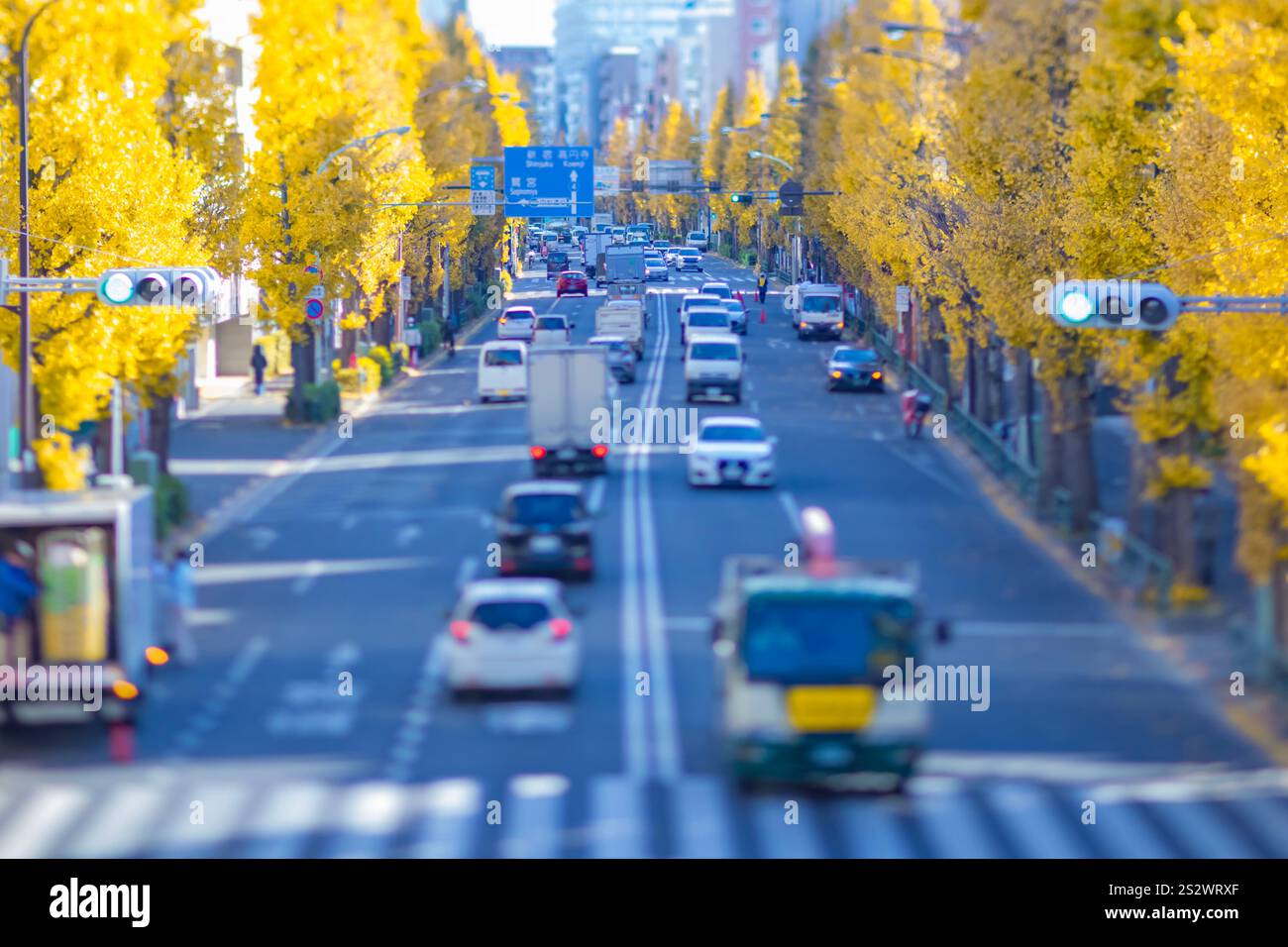 A miniature traffic jam at street with yellow gingko trees in Tokyo ...