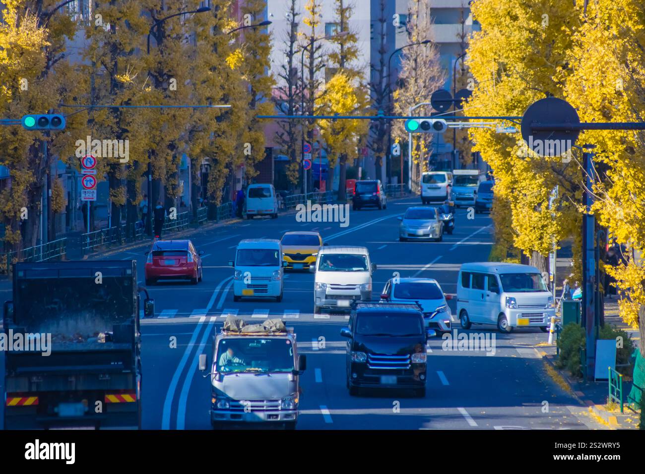 A traffic jam at street with yellow gingko trees telephoto shot Stock ...