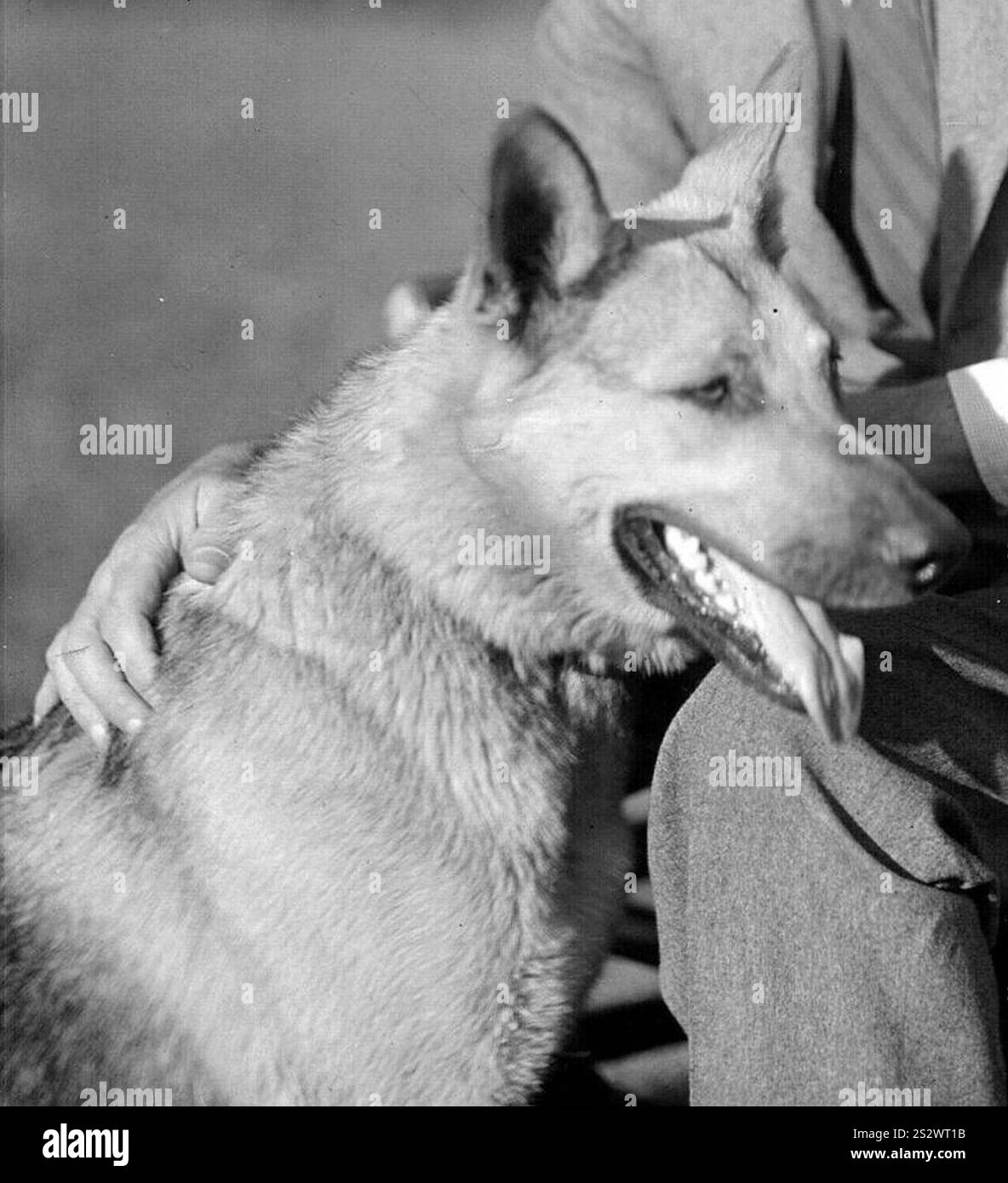 Franklin D. Roosevelt with his German Shepherd Major (cropped Stock ...