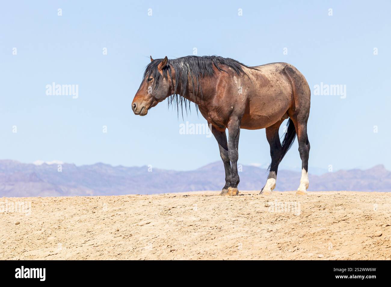 Desert horse equus ferus hi-res stock photography and images - Alamy