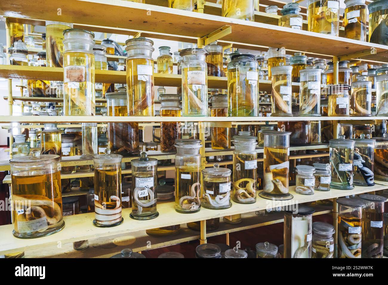 flasks test tubes with samples of marine animal organisms in ...
