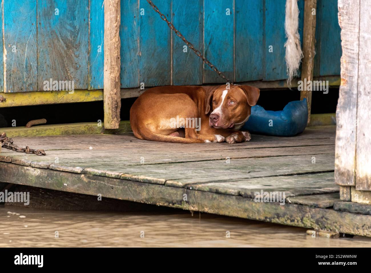 A poor chained dog. Amazonas River, Leticia, Colombia Stock Photo - Alamy