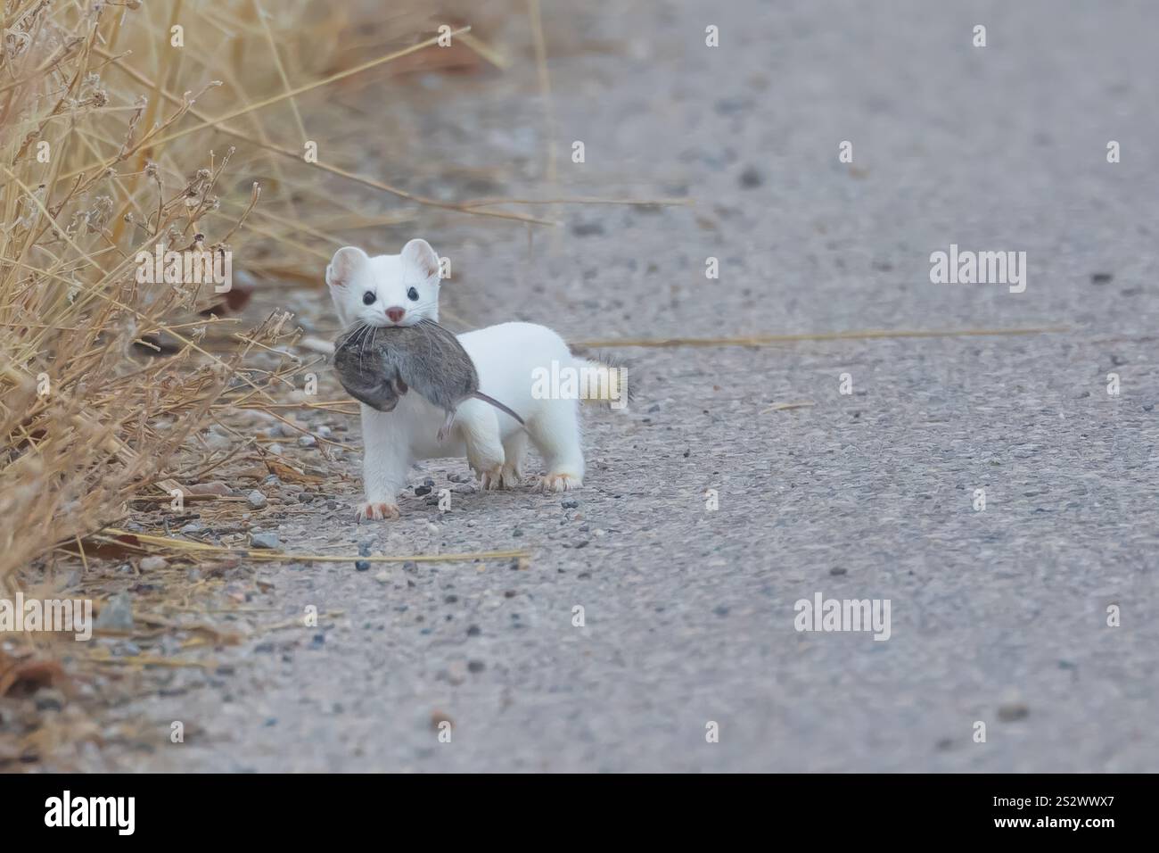 Ermine photograph hi-res stock photography and images - Alamy