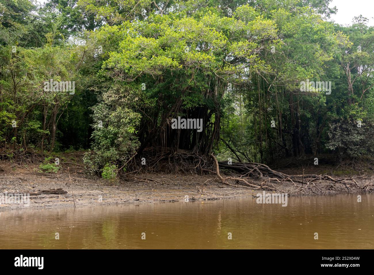Tarapoto river and lake that flows into Amazonas River. Nariño Port ...