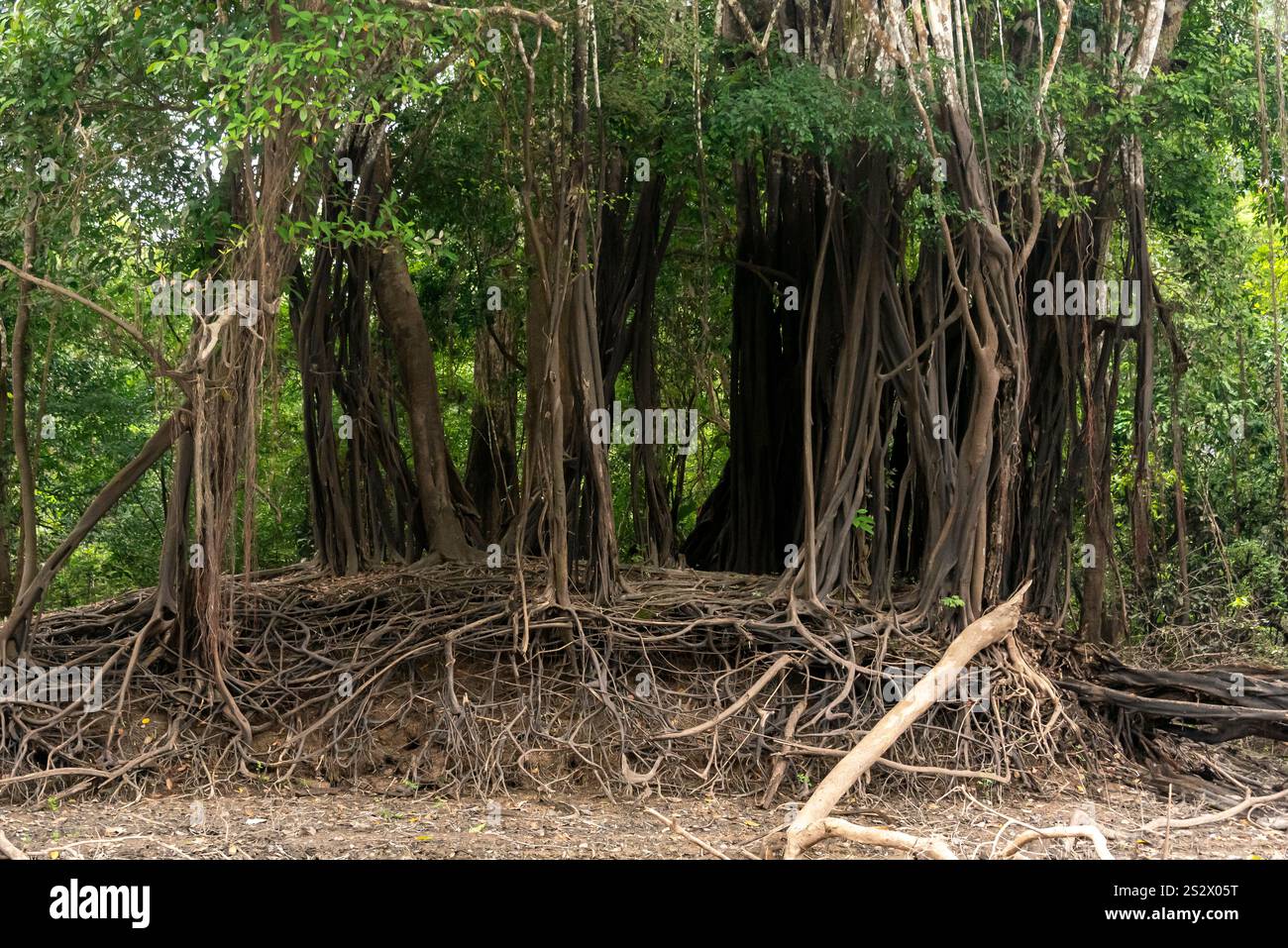 Tarapoto river and lake that flows into Amazonas River. Nariño Port ...