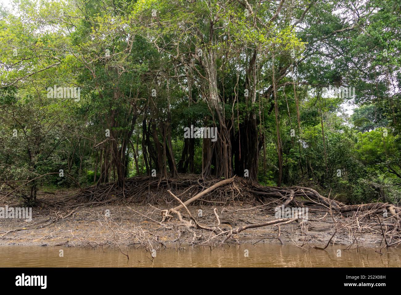 Tarapoto river and lake that flows into Amazonas River. Nariño Port ...