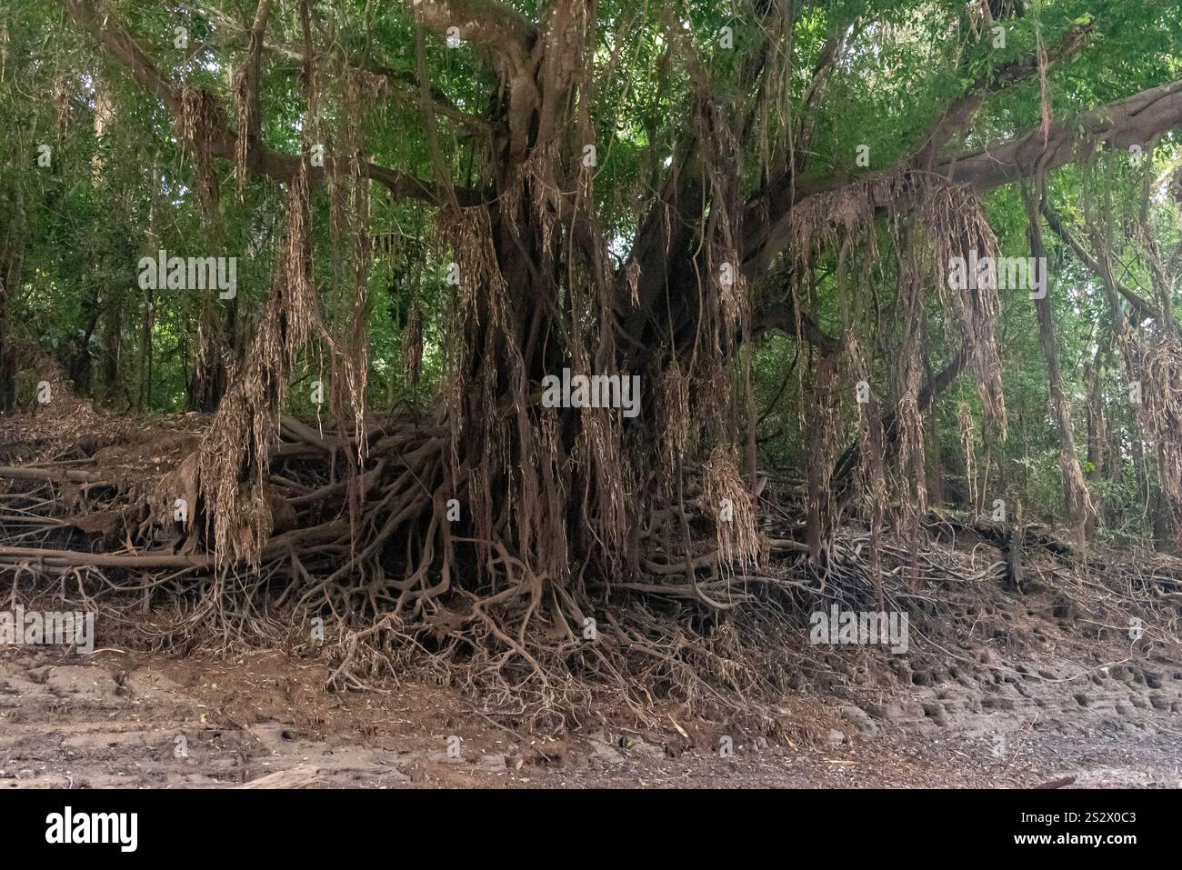 Tarapoto river and lake that flows into Amazonas River. Nariño Port ...