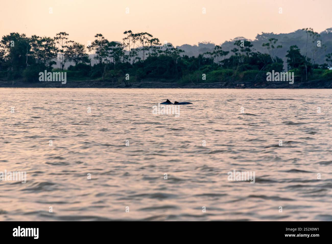 Pink river dolphin hi-res stock photography and images - Alamy