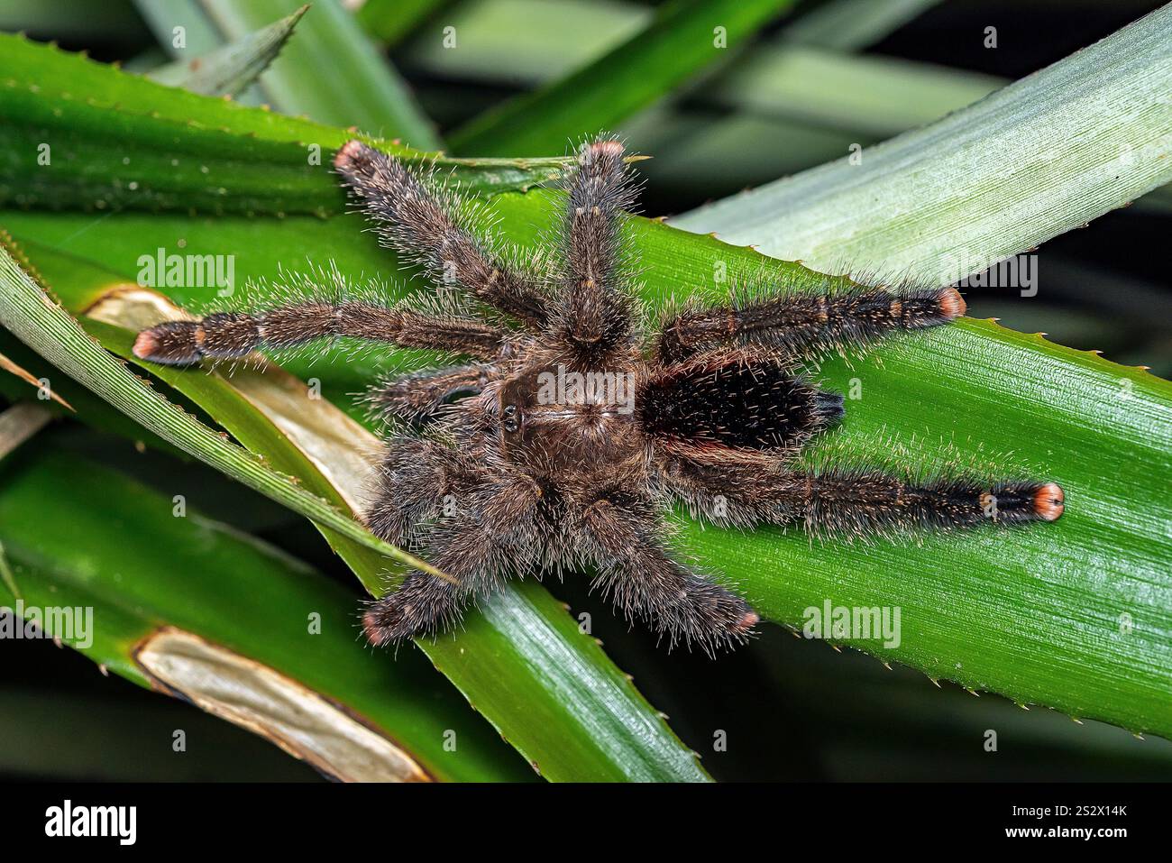 A tarantula at the Amazonas jungle night. Mocagua, Puerto Nariño ...