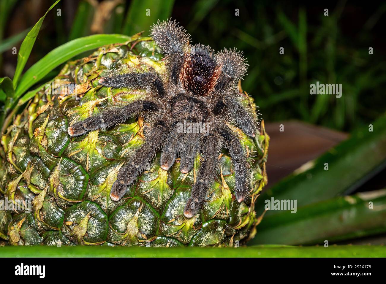 A tarantula at the Amazonas jungle night. Mocagua, Puerto Nariño ...