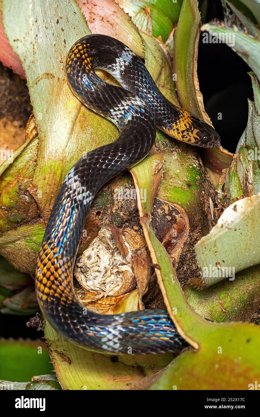 A snake at the Amazonas jungle night. Mocagua, Puerto Nariño, Amazonas ...