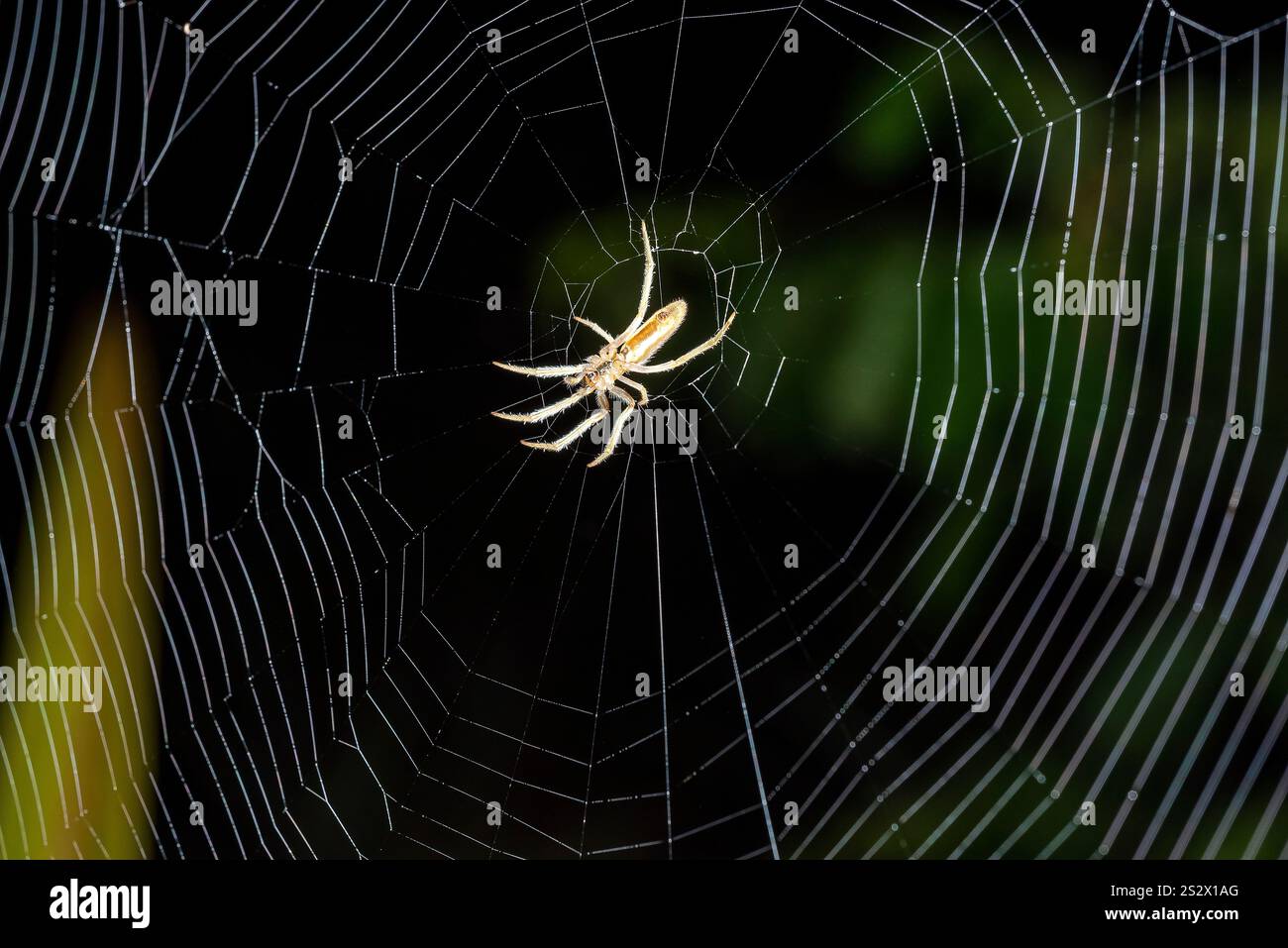 A spider and it's web at the Amazonas jungle night. Mocagua, Puerto ...