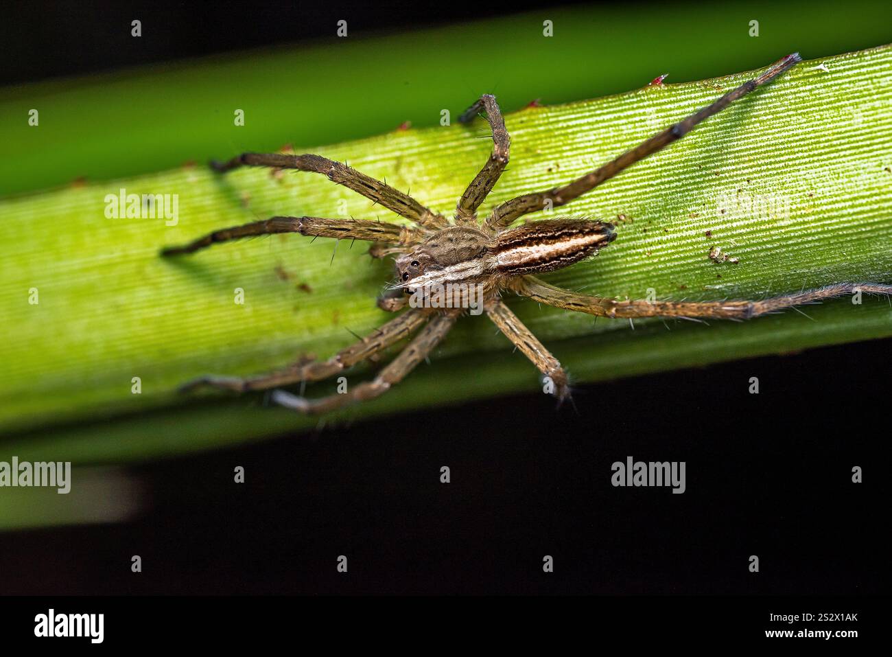 A spider at the Amazonas jungle night. Mocagua, Puerto Nariño, Amazonas ...