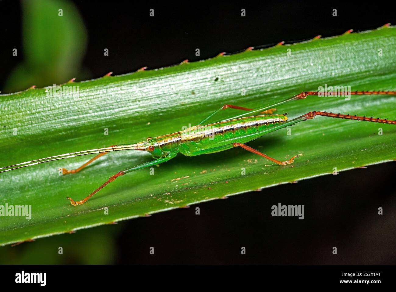 A stick insect at the Amazonas jungle night. Mocagua, Puerto Nariño ...