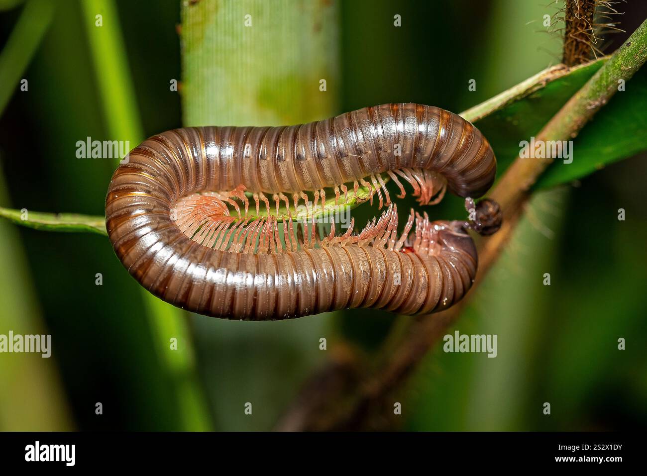 A centipede at the Amazonas jungle night. Mocagua, Puerto Nariño ...