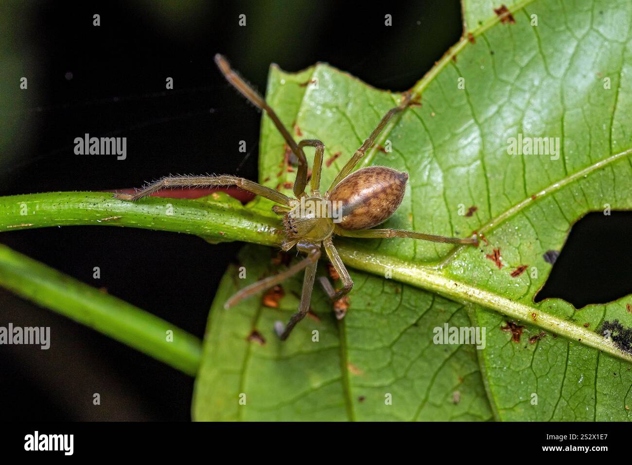 A spider at the Amazonas jungle night. Mocagua, Puerto Nariño, Amazonas ...
