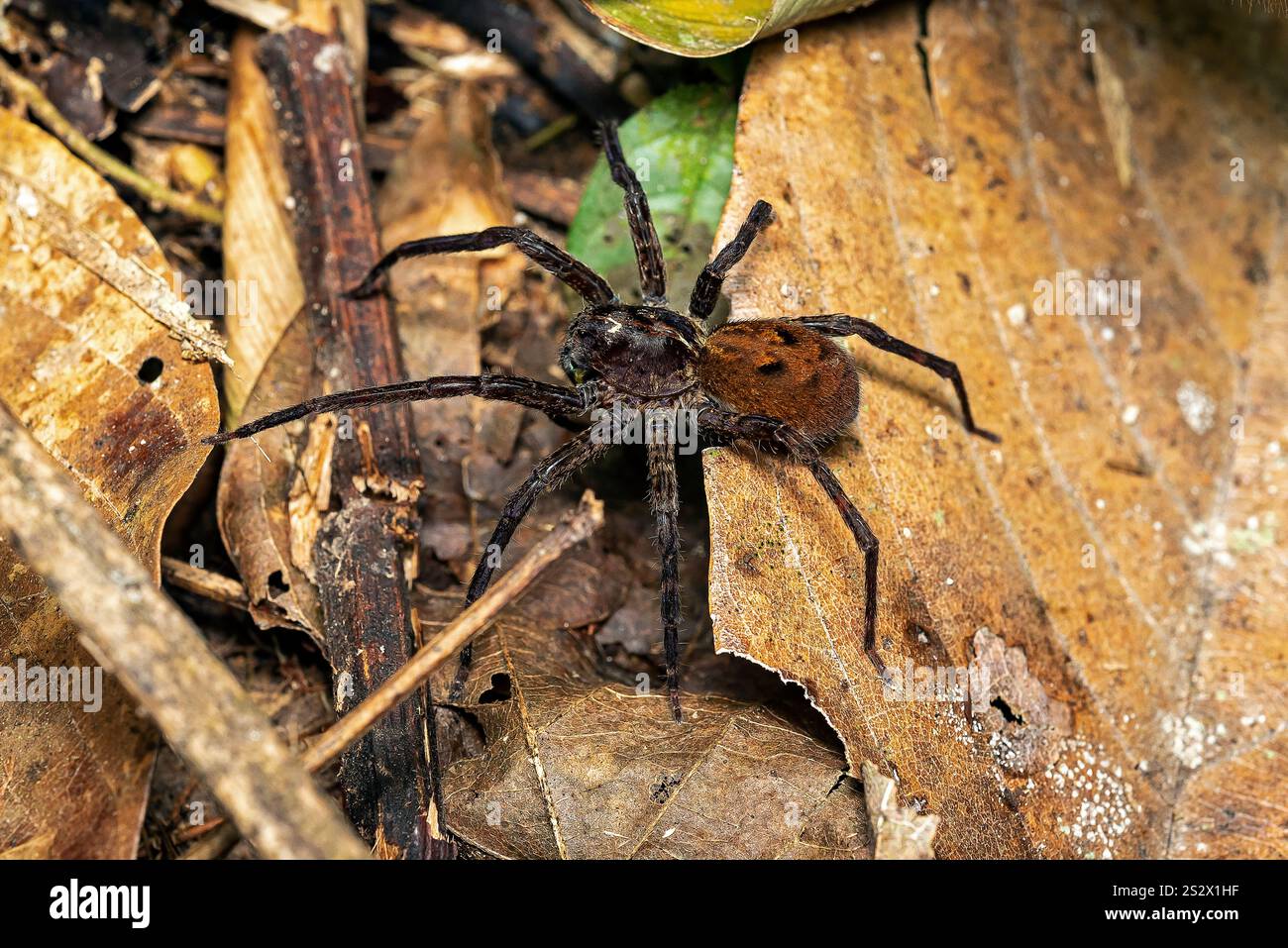 A spider at the Amazonas jungle night. Mocagua, Puerto Nariño, Amazonas ...