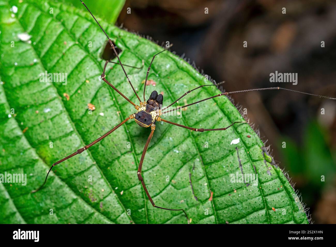 A spider at the Amazonas jungle night. Mocagua, Puerto Nariño, Amazonas ...