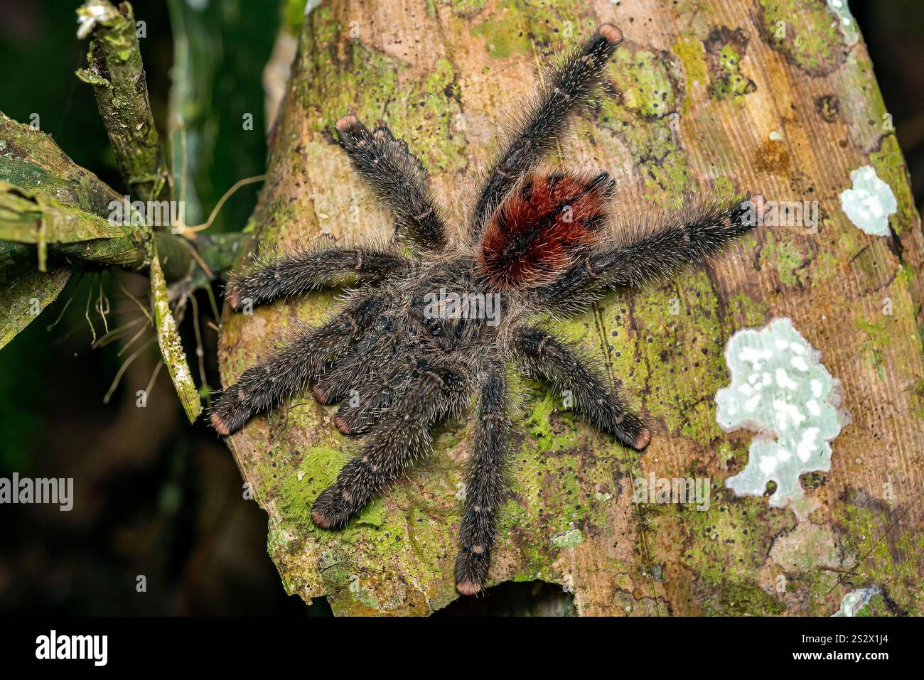 A tarantula at the Amazonas jungle night. Mocagua, Puerto Nariño ...