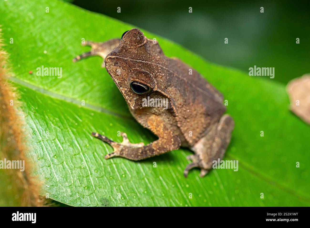 A poisonous frog at the Amazonas jungle night. Mocagua, Puerto Nariño ...