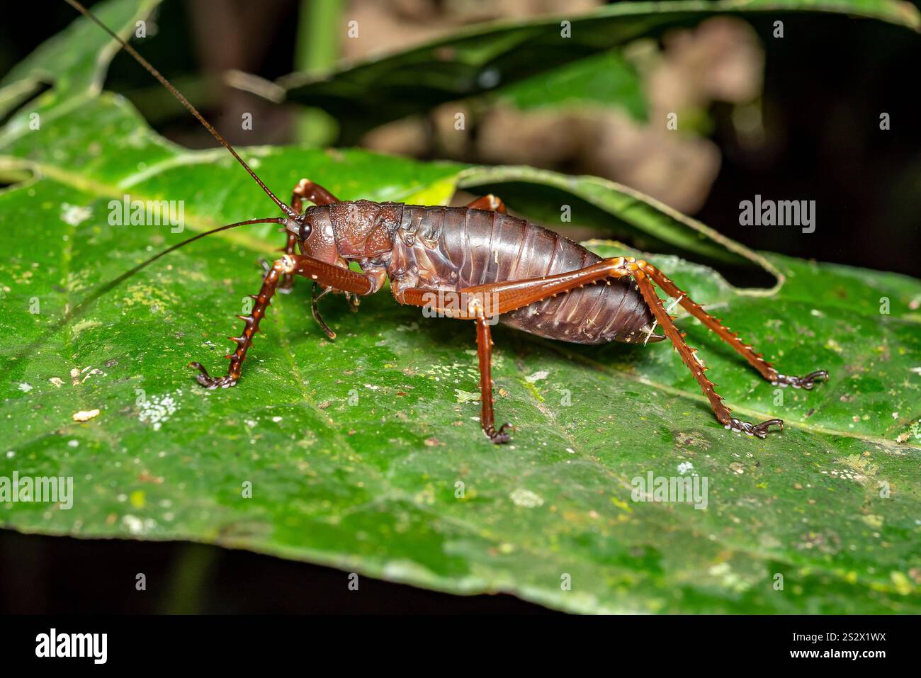 A cricket at the Amazonas jungle night. Mocagua, Puerto Nariño ...