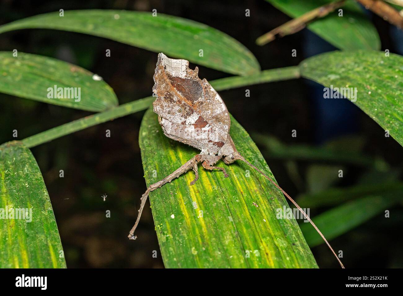 A leaf insect at the Amazonas jungle night. Mocagua, Puerto Nariño ...
