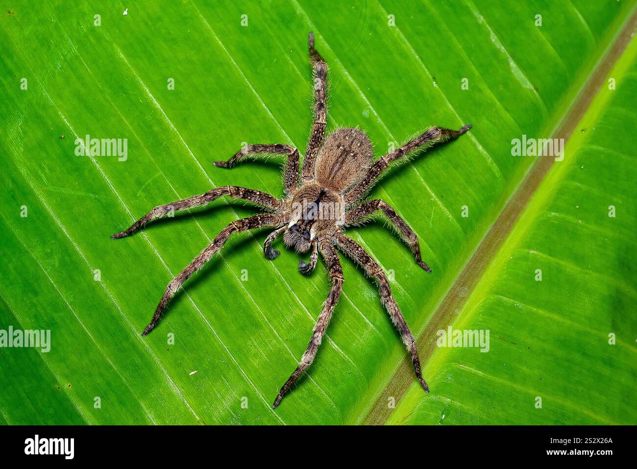 A spider at the Amazonas jungle night. Mocagua, Puerto Nariño, Amazonas ...