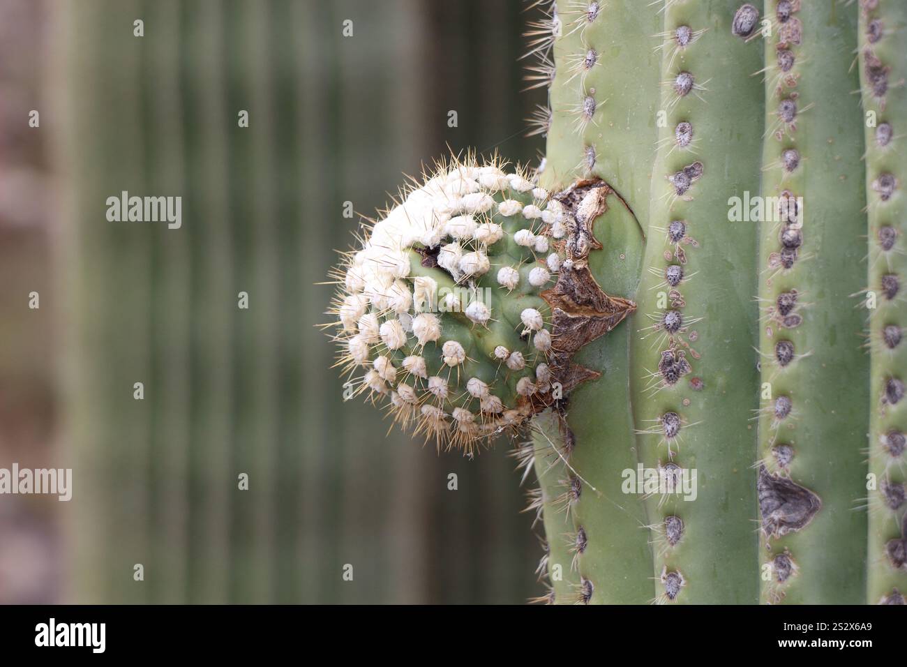 Sabino canyon hi-res stock photography and images - Alamy