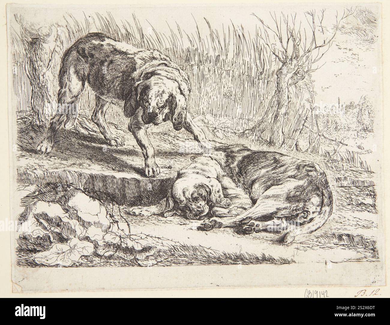 Jagthunde hi-res stock photography and images - Alamy