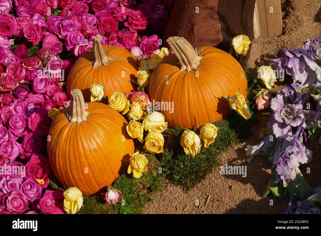Pasadena, California, USA 3rd January 2025 at 2025 Pumpkins on Float at Floatfest Rose Parade ...
