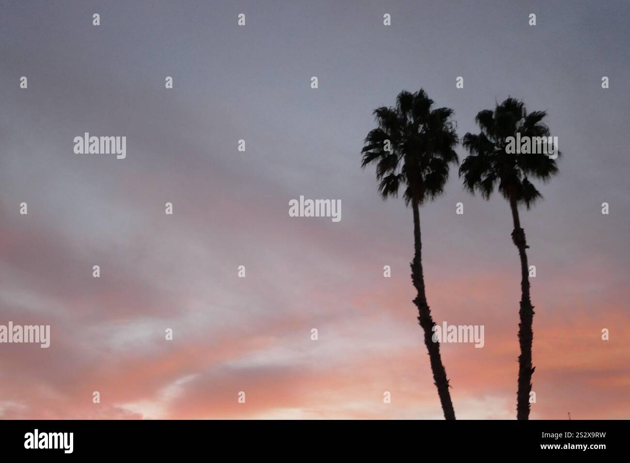 Los Angeles, California, USA 4th January 2025 Sunset and Palm Trees on ...